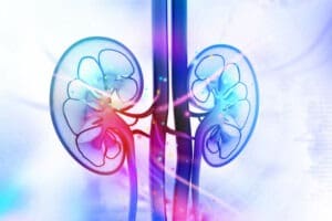 Kidneys and how they work - myDr.com.au