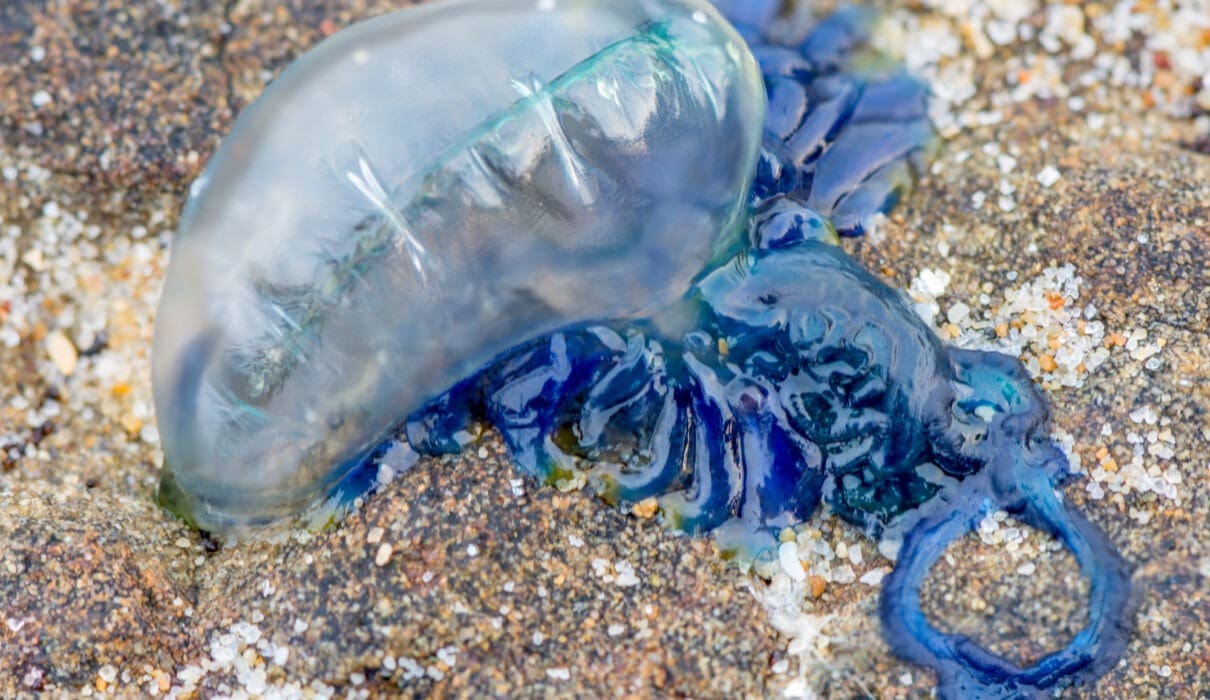 How Do You Treat a Blue Bottle Sting? Dr. Norman Swan - MyDr.com.au