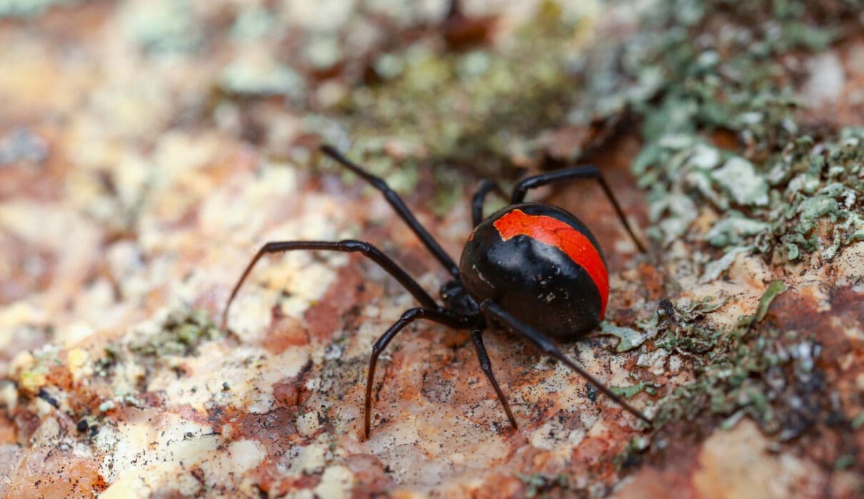 First aid for bites and stings: Spiders - MyDr.com.au